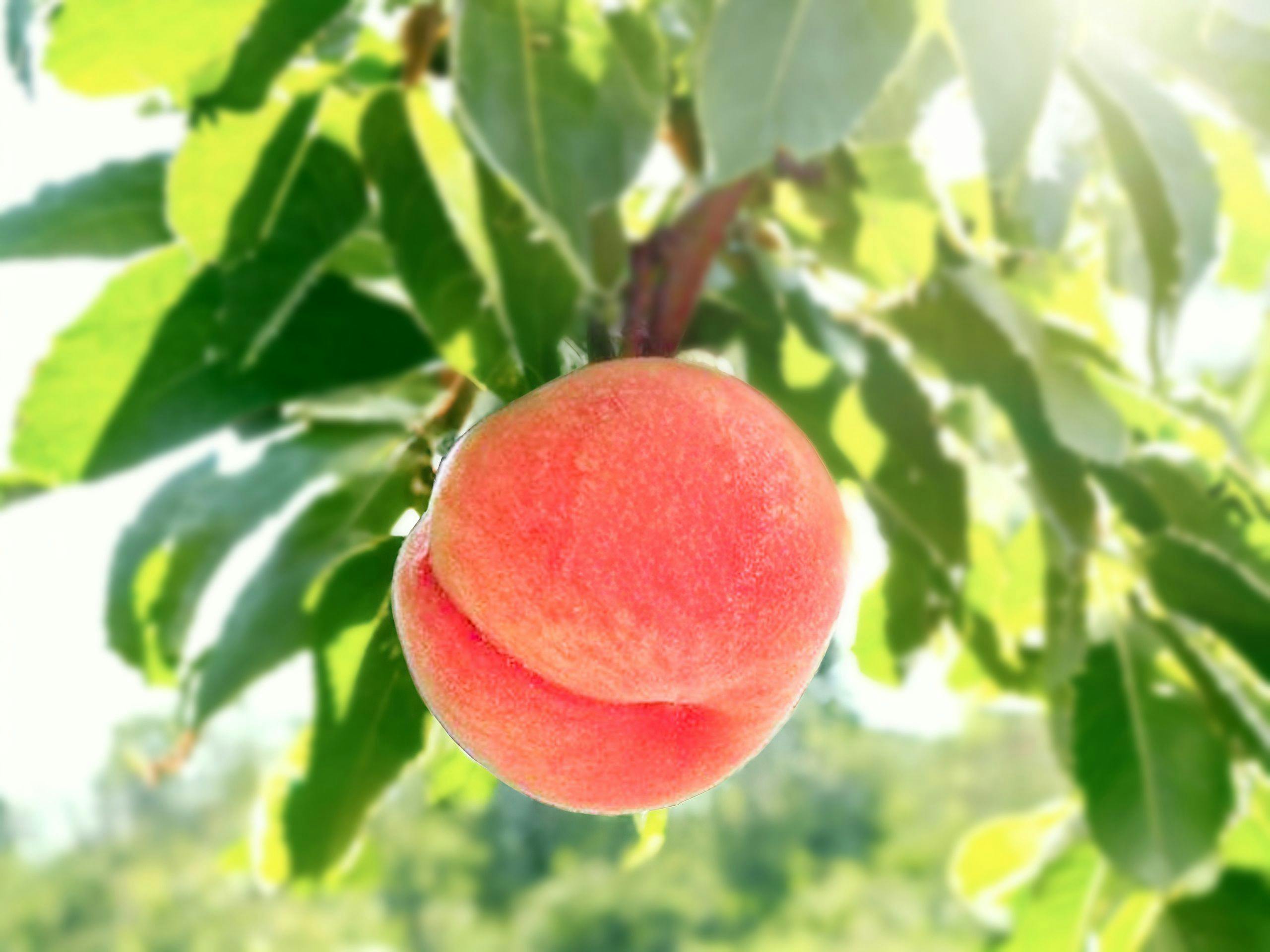 飯坂ホテルジュラク - 【桃狩り体験付き】フルーツ大国福島の夏！甘～い桃を30分食べ放題＆果樹園の売店利用で使える特典付き！ - SORA／和 ...