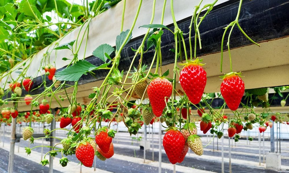 Tsuruya Kisshotei - 【Sweet Fruits Coloring Spring】Pick and Savor! Enjoy ...