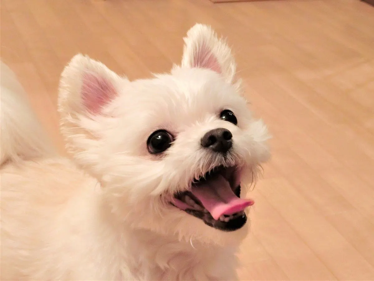Lake Toya Tsuruga Resort Hikari no uta - 【Pet-Friendly】Travel with your ...