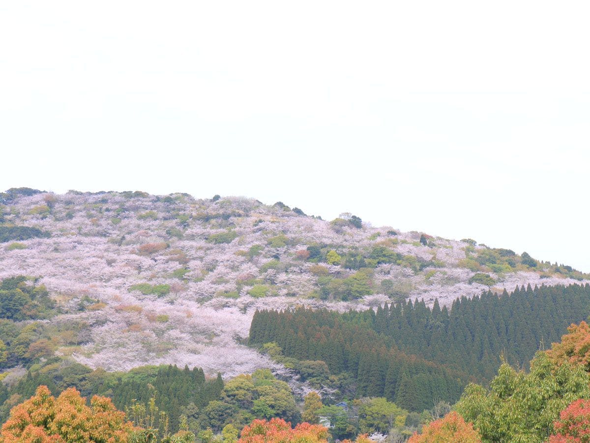 Kitago Neiroka no Toki Nemunohana - 【櫻花之旅 2/1～3/31｜1晚2餐】在被自然環繞的獨棟別墅中欣賞 ...