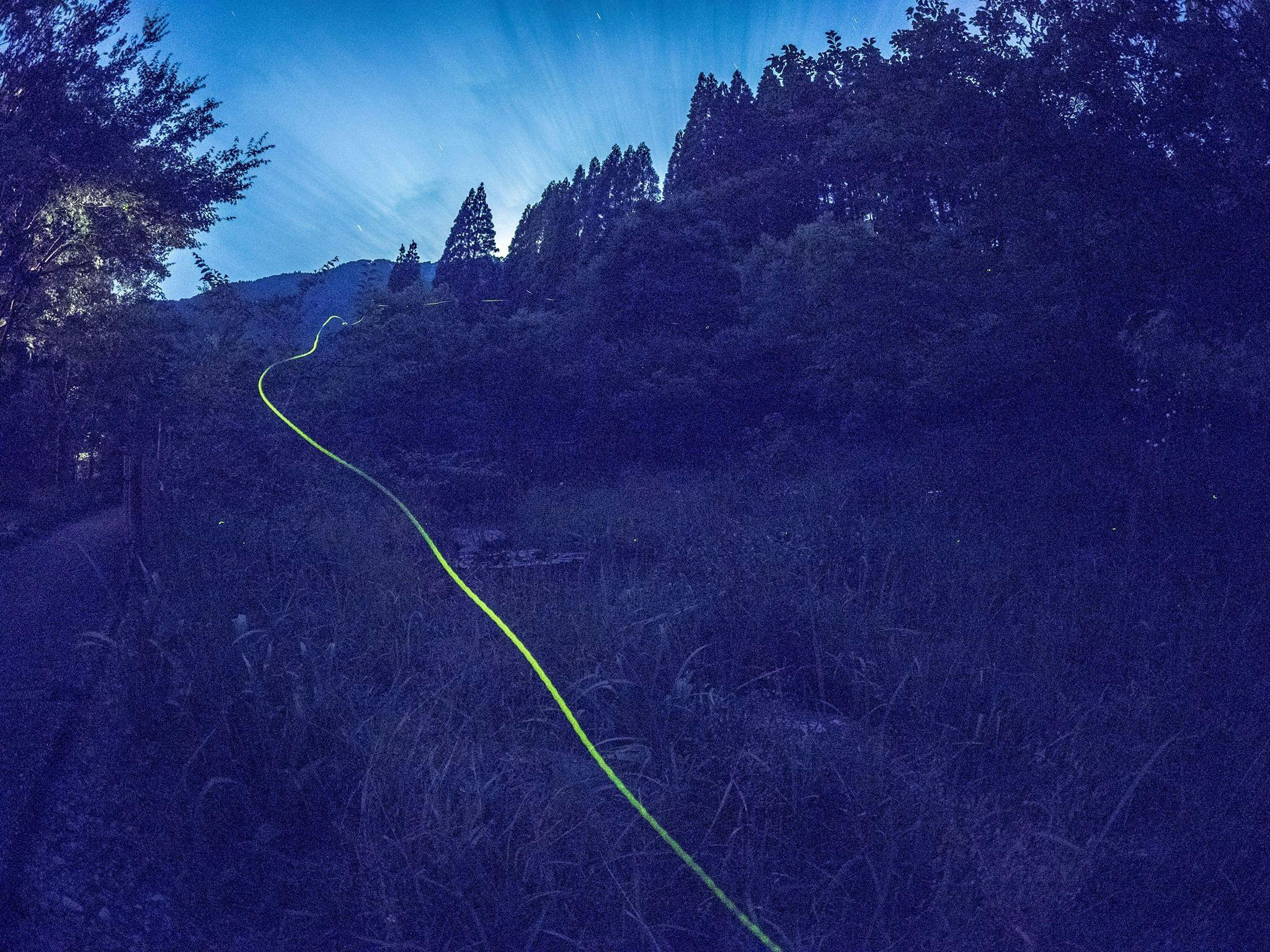 Kitago Neiroka no Toki Nemunohana - 【合欢之花推荐・萤火虫之旅5/7～6/30｜1晚2餐】蓝花楹与萤火虫共 ...